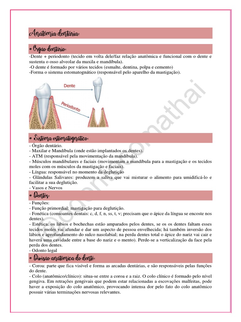 Anatomia e Divisão dos Dentes | PDF | Dente | Boca
