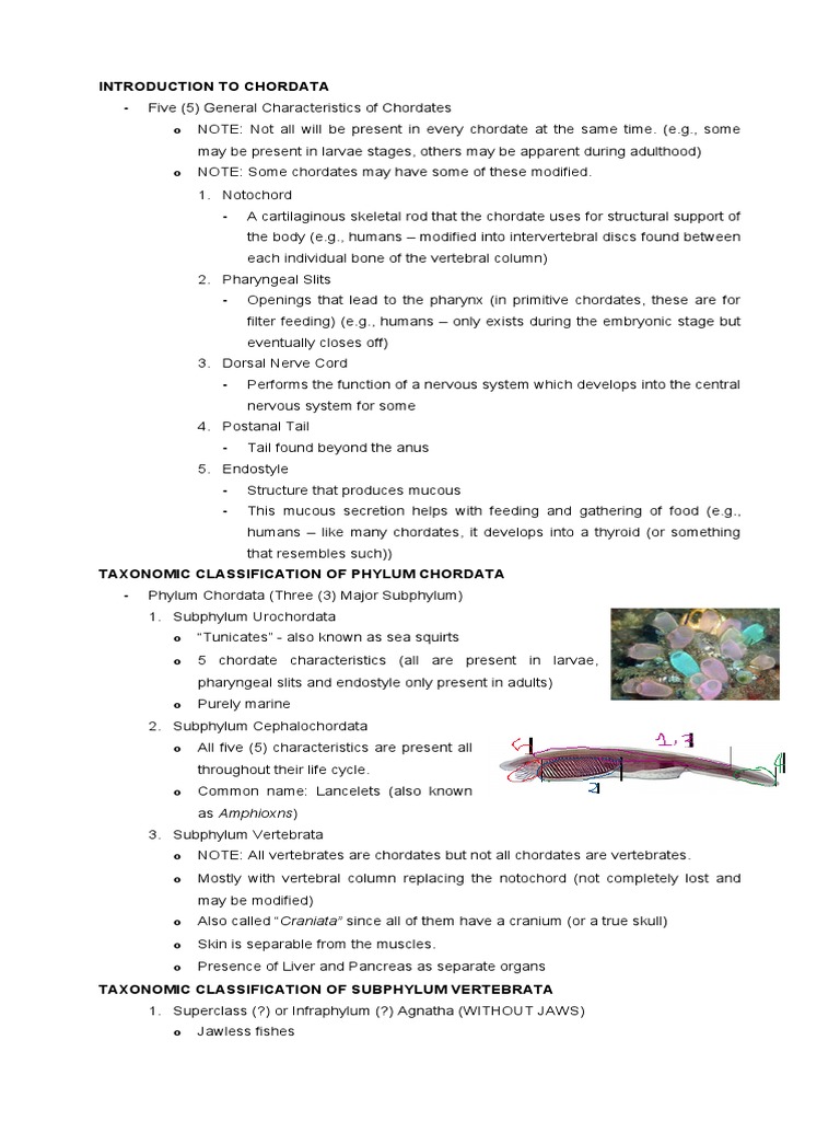 General Zoology Module 1 Chordata | PDF | Amphibian