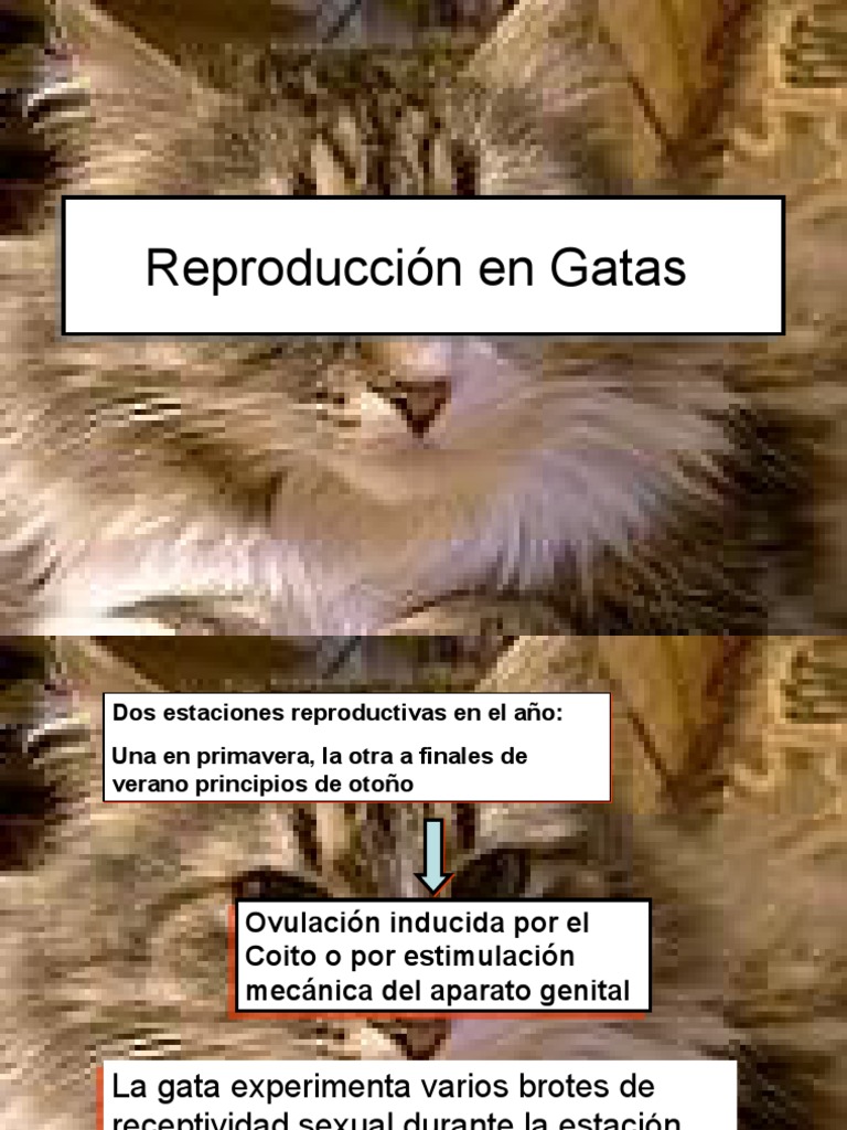 Reproducción en Gatas | PDF | Sistema reproductivo | Sexo