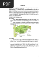 Características del Limbo de la Hoja | PDF | Hoja | Botánica