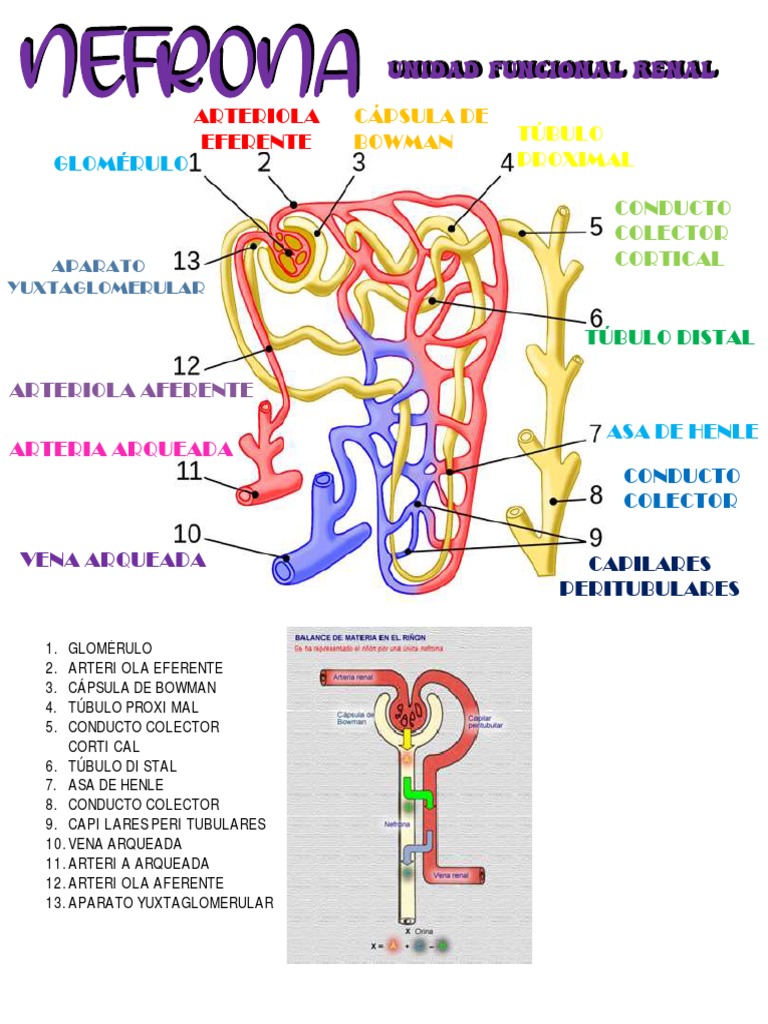 La estructura y función de la nefrona como unidad funcional del riñón ...