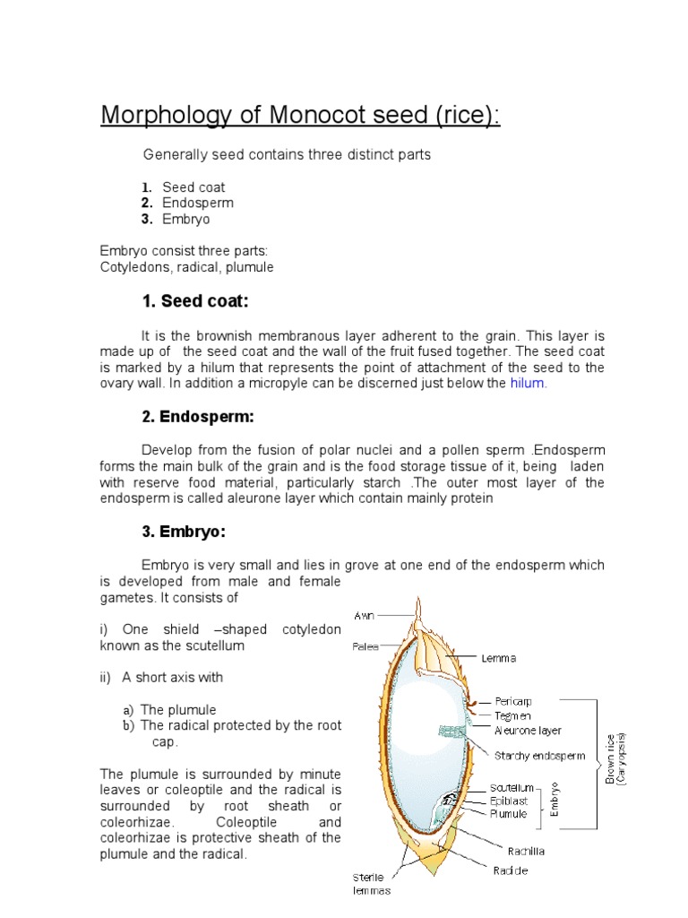 Monocot Seed Structure: Rice Analysis | PDF
