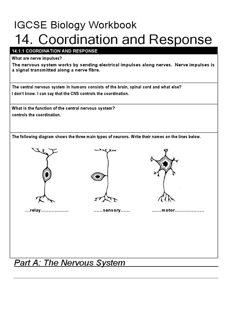 Coordination and Response: IGCSE Biology Workbook | PDF | Nervous ...