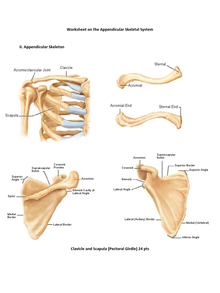 Worksheet On The Appendicular Skeletal System - Cariño | PDF ...