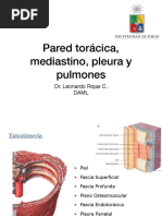 Anatomía y disección de la arteria mamaria interna | PDF | Tórax | Aorta
