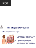 Cheat Sheet Integumentary System | PDF | Integumentary System | Skin