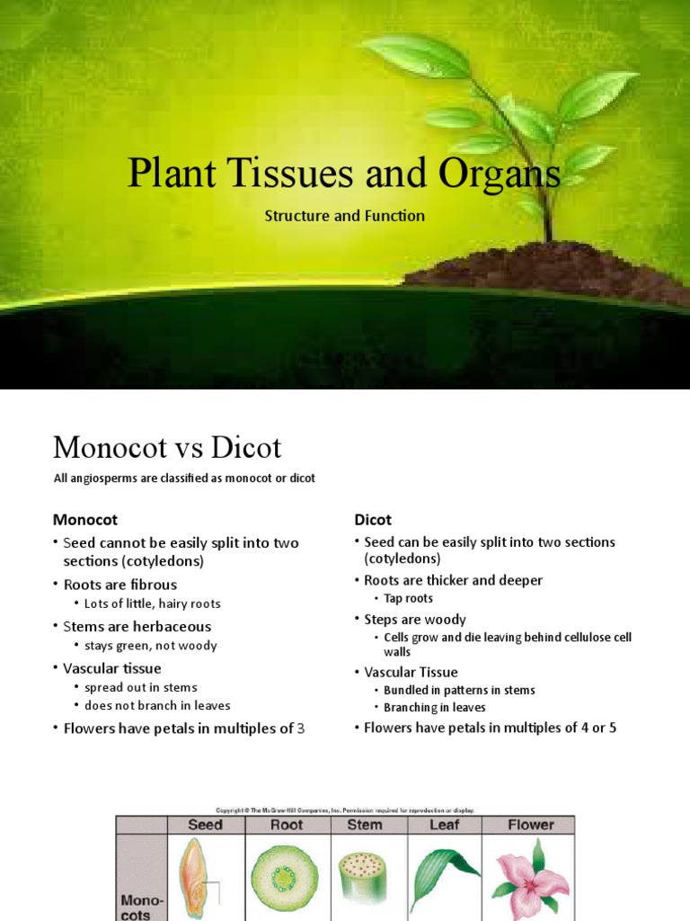 Plant Structures and Functions | PDF | Plant Stem | Leaf