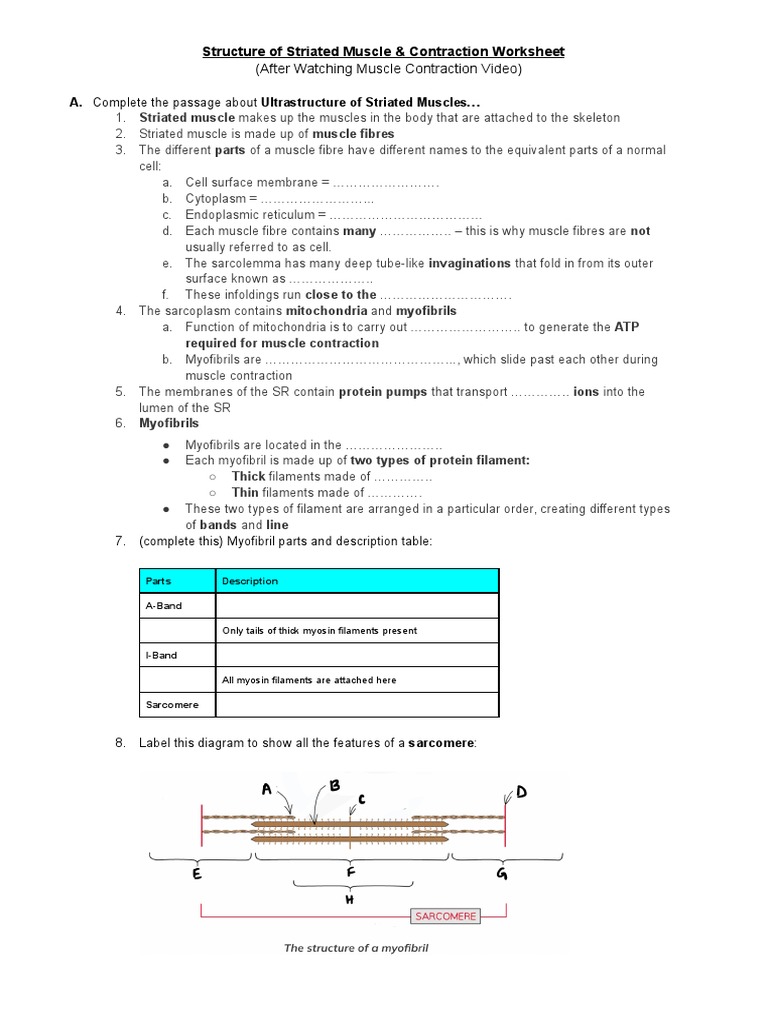 Striated Muscle Contraction Overview | PDF | Tissue (Biology) | Soft Tissue
