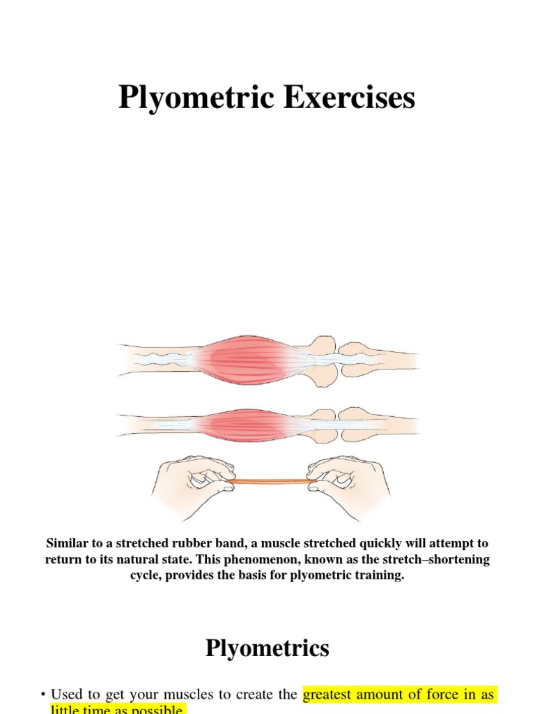 Plyometric Training | PDF | Muscle Contraction | Muscle