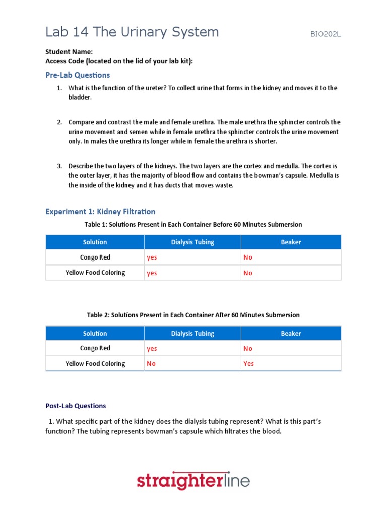 BIO202L+Lab+14+ The Urinary System | PDF | Kidney | Urinary System
