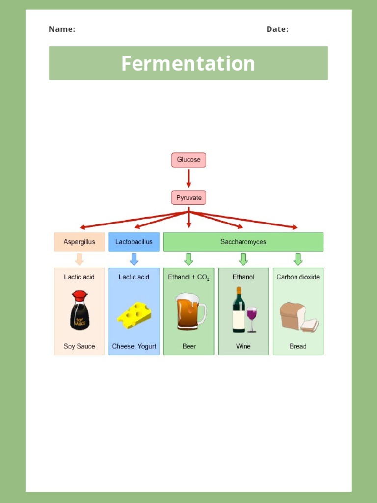 Fermentation Worksheet 1 | PDF