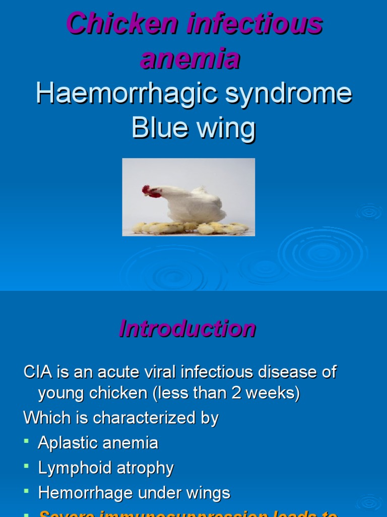 Chicken Infectious Anemia | PDF