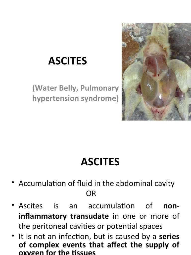 Ascities | PDF | Blood Vessel | Heart