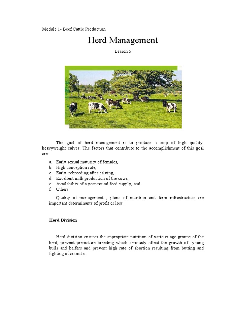 Beef Cattle Production Lesson 5 | PDF | Cattle | Calf