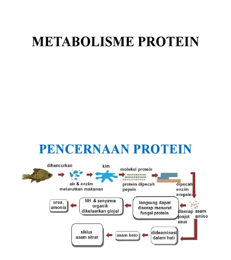 Metabolisme Protein. | PDF