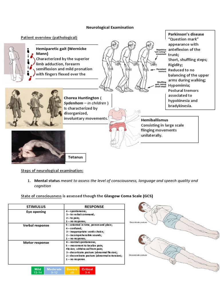 Neurological Examination Summary | PDF | Brainstem | Anatomical Terms ...