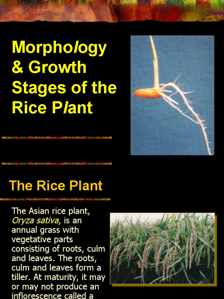 Rice Plant Morphology and Growth Stages | PDF | Leaf | Flowers