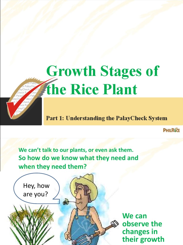 Understanding Rice Growth Stages | PDF | Germination | Seedling