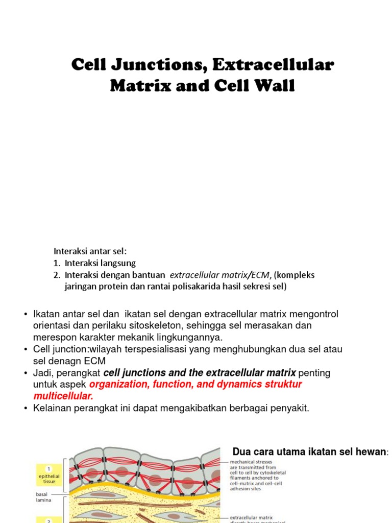 4-Cell Junctions and ECM - Stu - 21 - PDF | PDF
