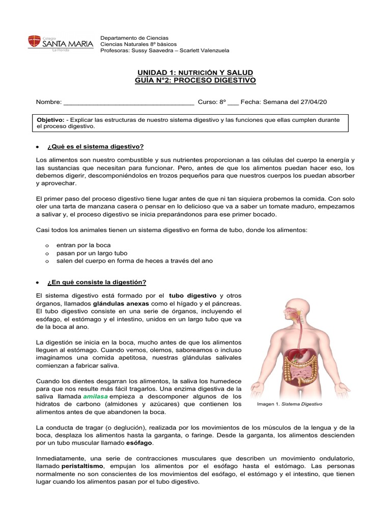 Ciencias Naturales 8º Guía 4 Sussy Saavedra y Scarlett Valenzuela | PDF ...