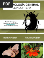 Origen y Evolucion de Los Insectos | PDF | Insectos | Escala de tiempo ...