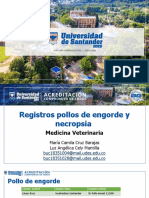 Caudectomia | PDF | Perros | Cirugía