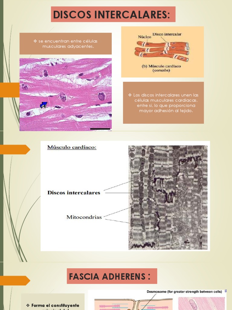 Discos Intercalares | PDF