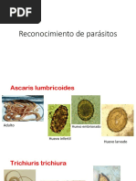 Atlas - Helmintos | PDF