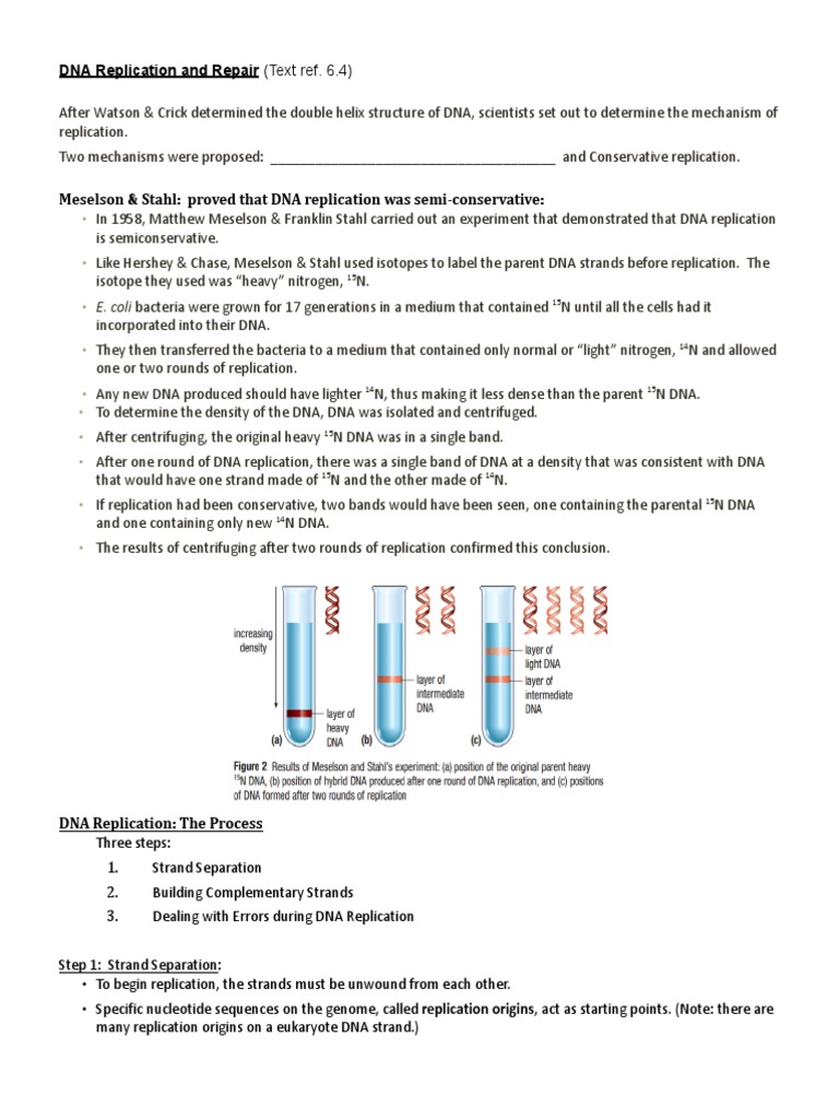 6.4 - DNA Replication and Repair (Text Ref | PDF | Dna Replication | Dna