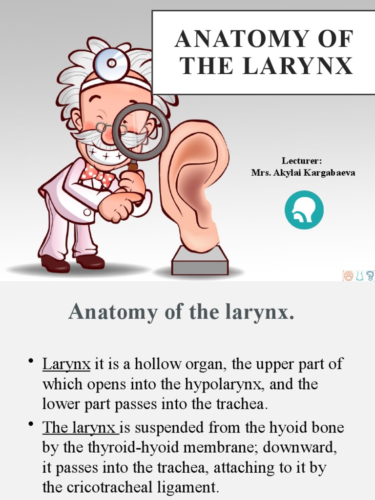 Anatomy of The Larynx | PDF | Larynx | Esophagus