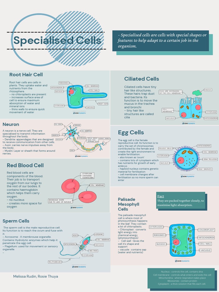 Specialised cells and their functions | PDF | Cell (Biology) | Neuron