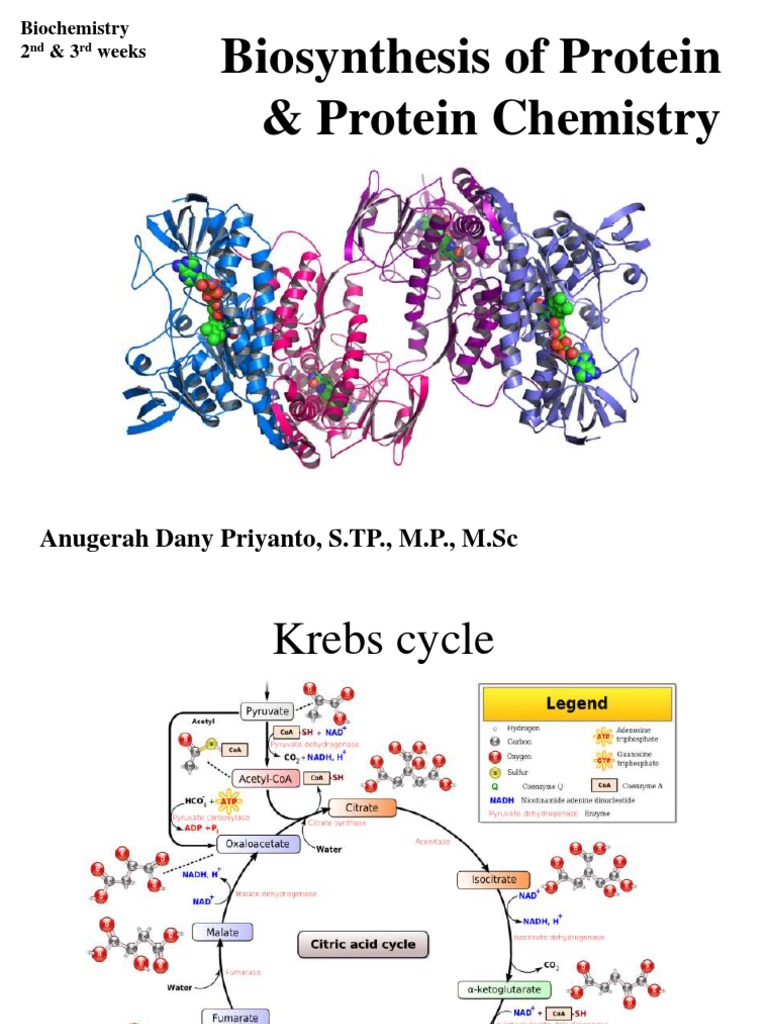Biochemistry - Biosynthesis of Protein & Protein Chemistry | PDF | Dna ...