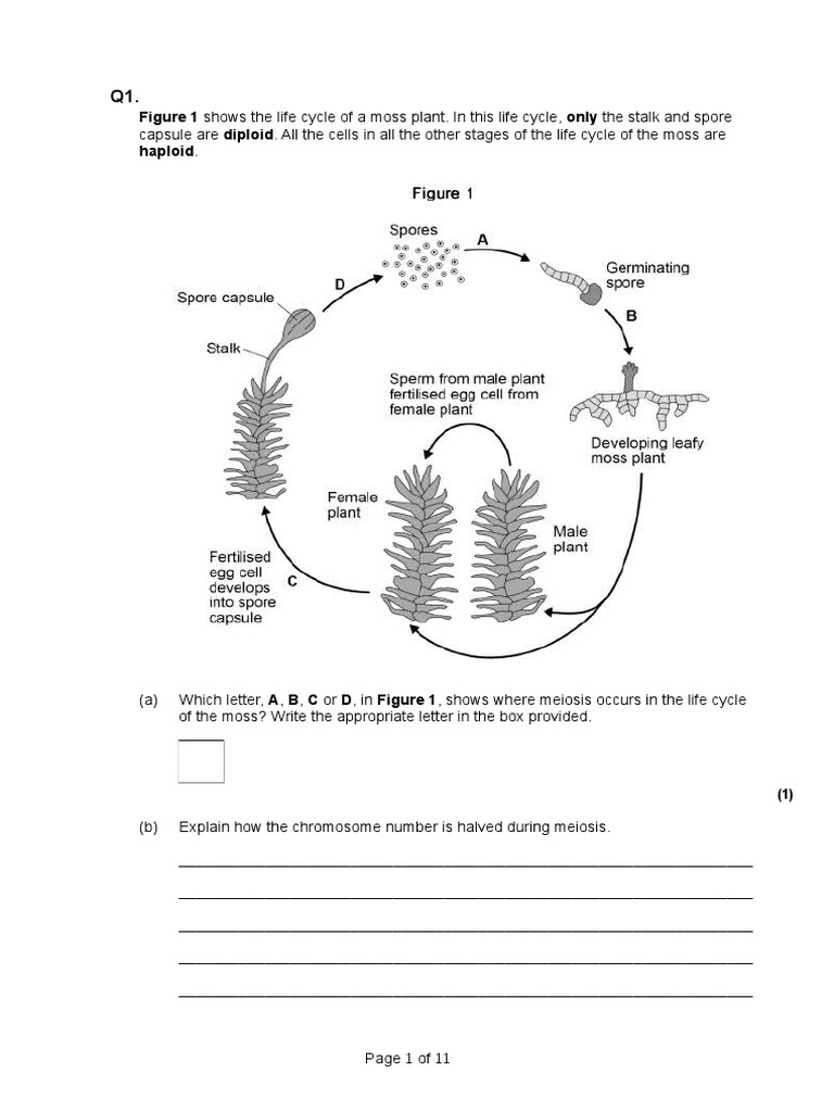 Meiosis Chapter 9 Practice Questions | PDF | Meiosis | Ploidy