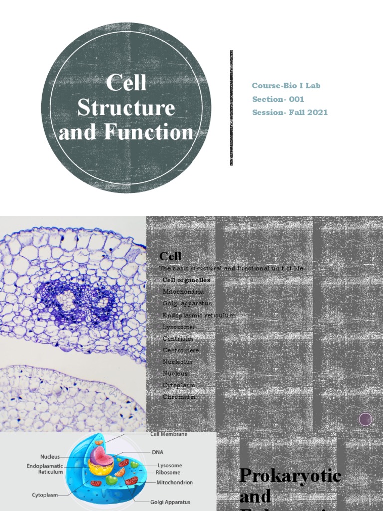 Cell Structure and Function | PDF | Meiosis | Mitosis