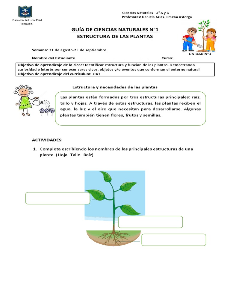Ciencias 3ºB GUÍA Estructuras de Las Plantas | PDF | Plantas