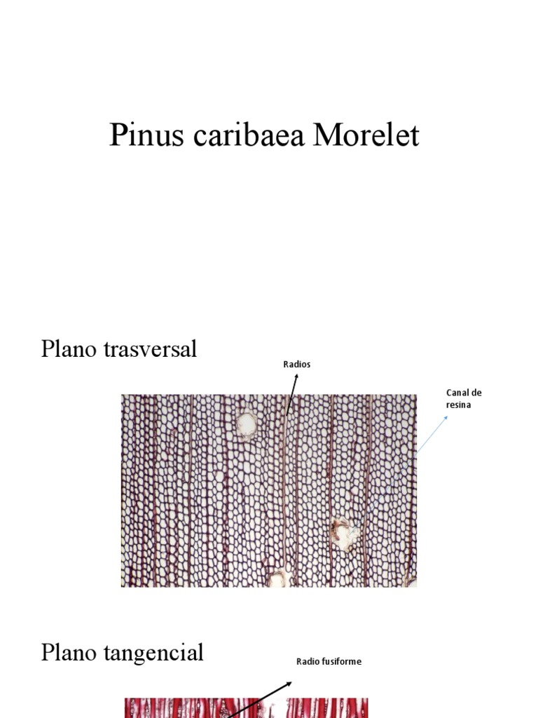 Estructura y Anatomía de Pinus caribaea | PDF