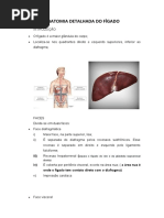Anatomia do Fígado e Suas Estruturas | PDF | Fígado | Hepatócito