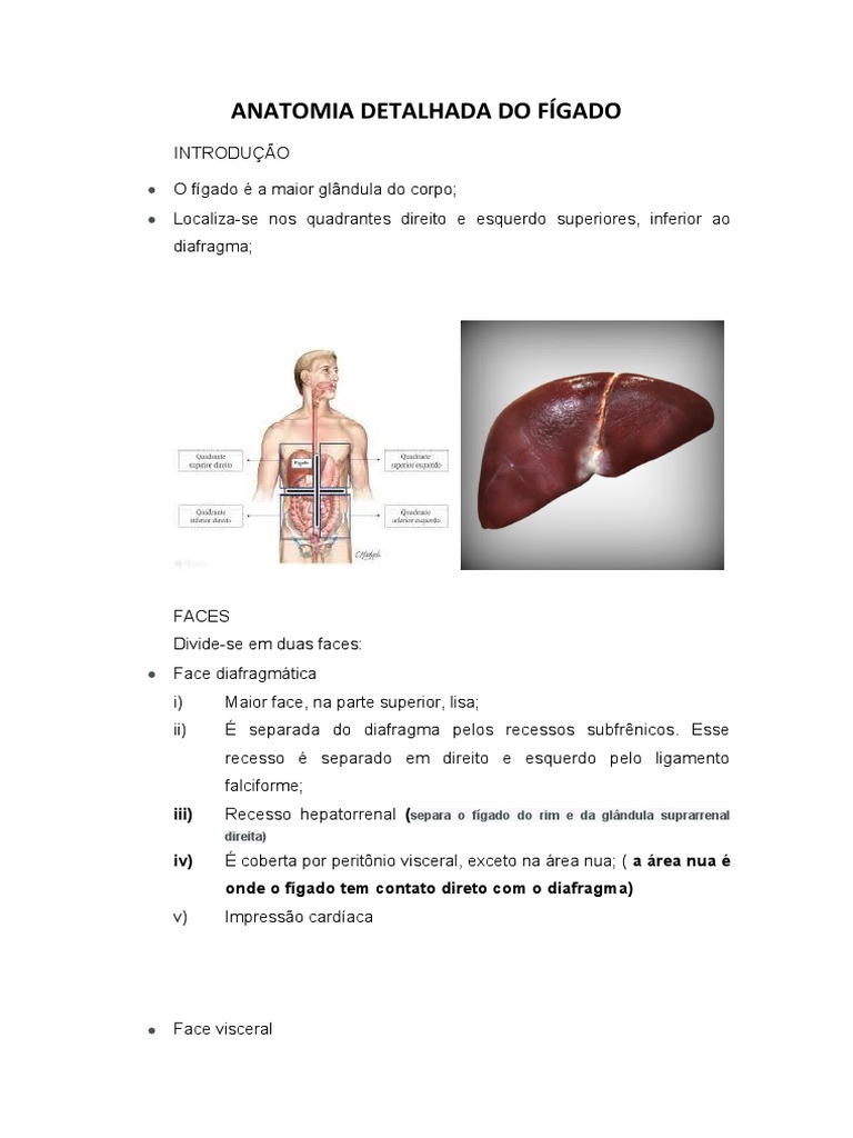 Anatomia Detalhada Do Fígado | PDF | Fígado | Gastroenterologia
