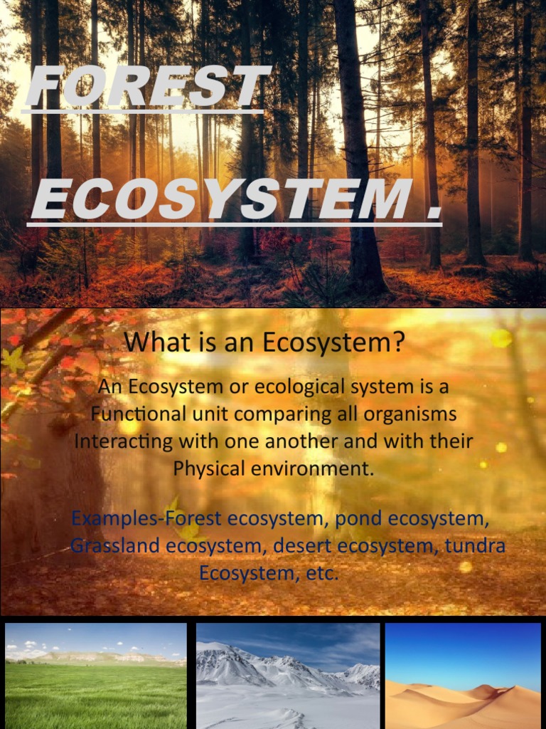 Presentation 1 | PDF | Ecosystem | Forests
