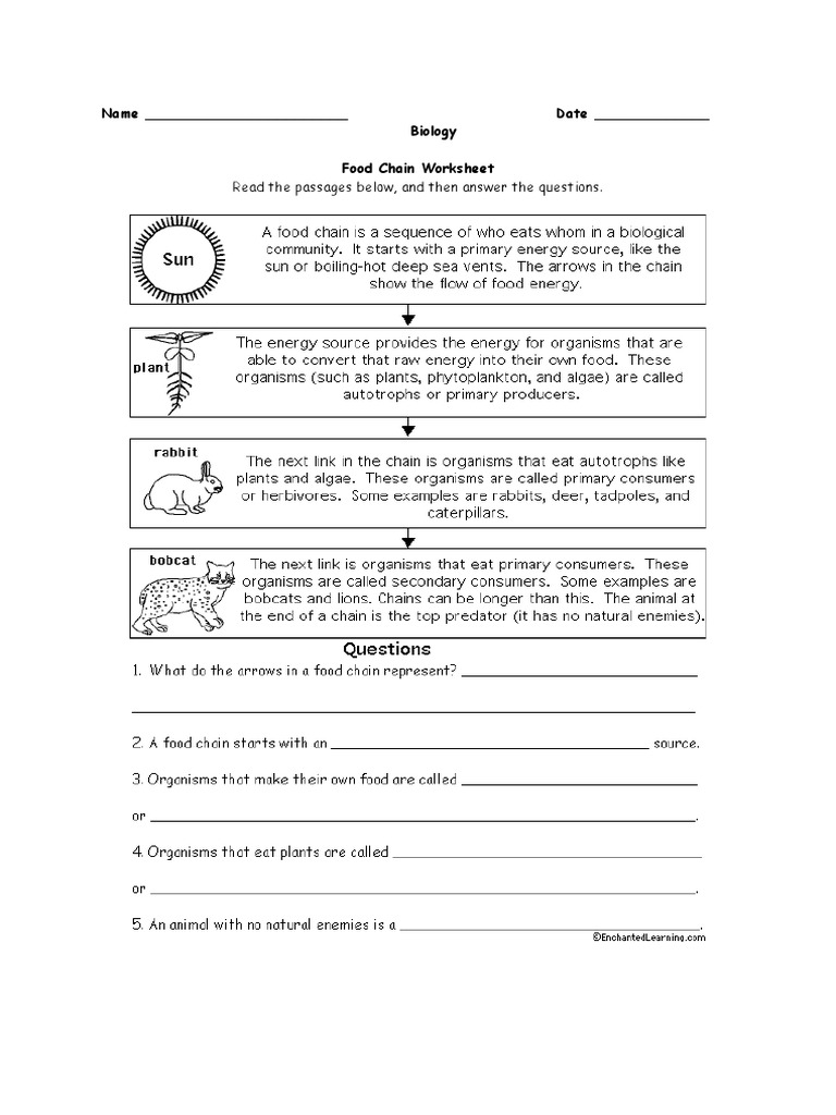 Food Chain and Food Web Worksheets | PDF | Food Web | Biology