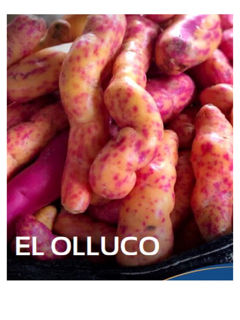 OLLUCO | PDF | Ramas de la botánica | Botánica