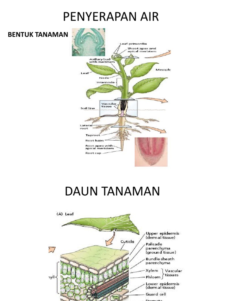 K-6 Penyerapan Air | PDF