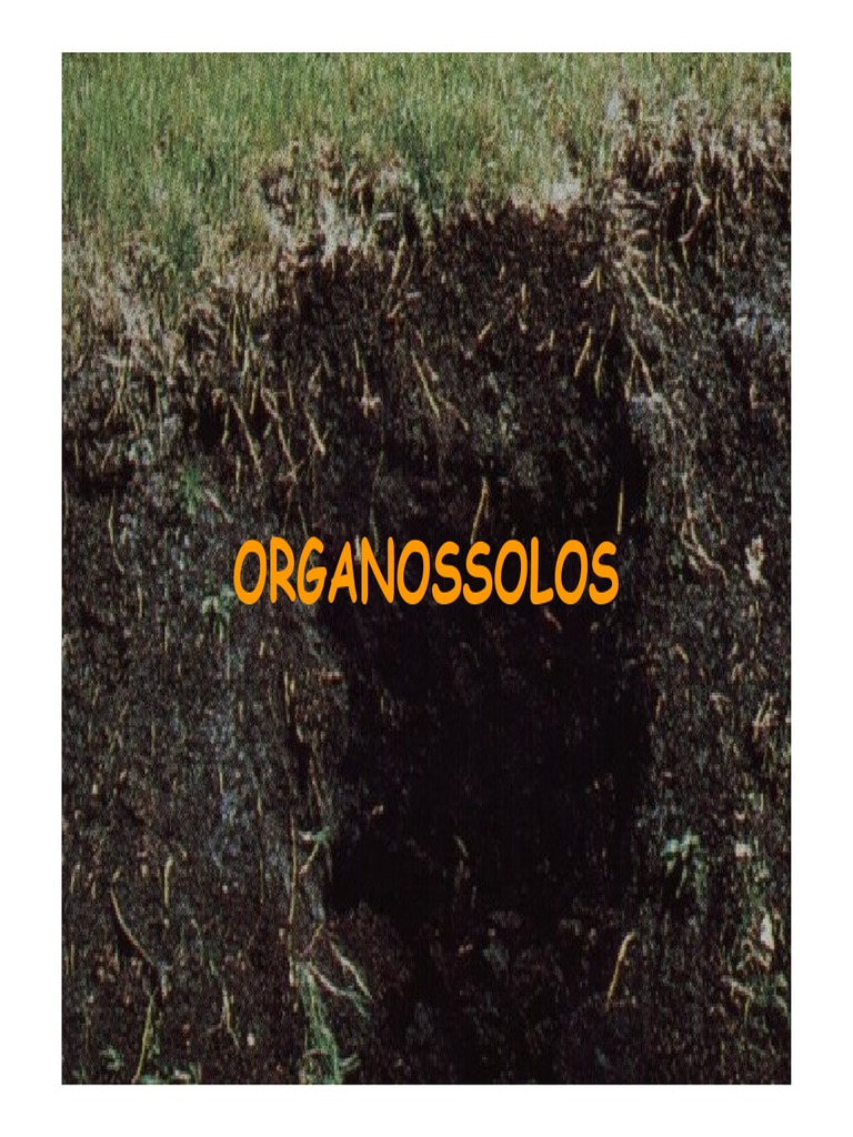 Características e formação dos Organossolos, solos desenvolvidos a ...