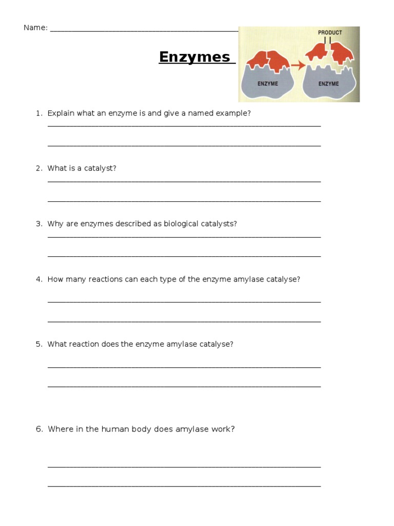 Enzyme Worksheet | PDF | Active Site | Enzyme