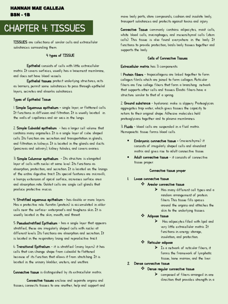 Tissues - Anatomy and Physiology | PDF | Epithelium | Bone