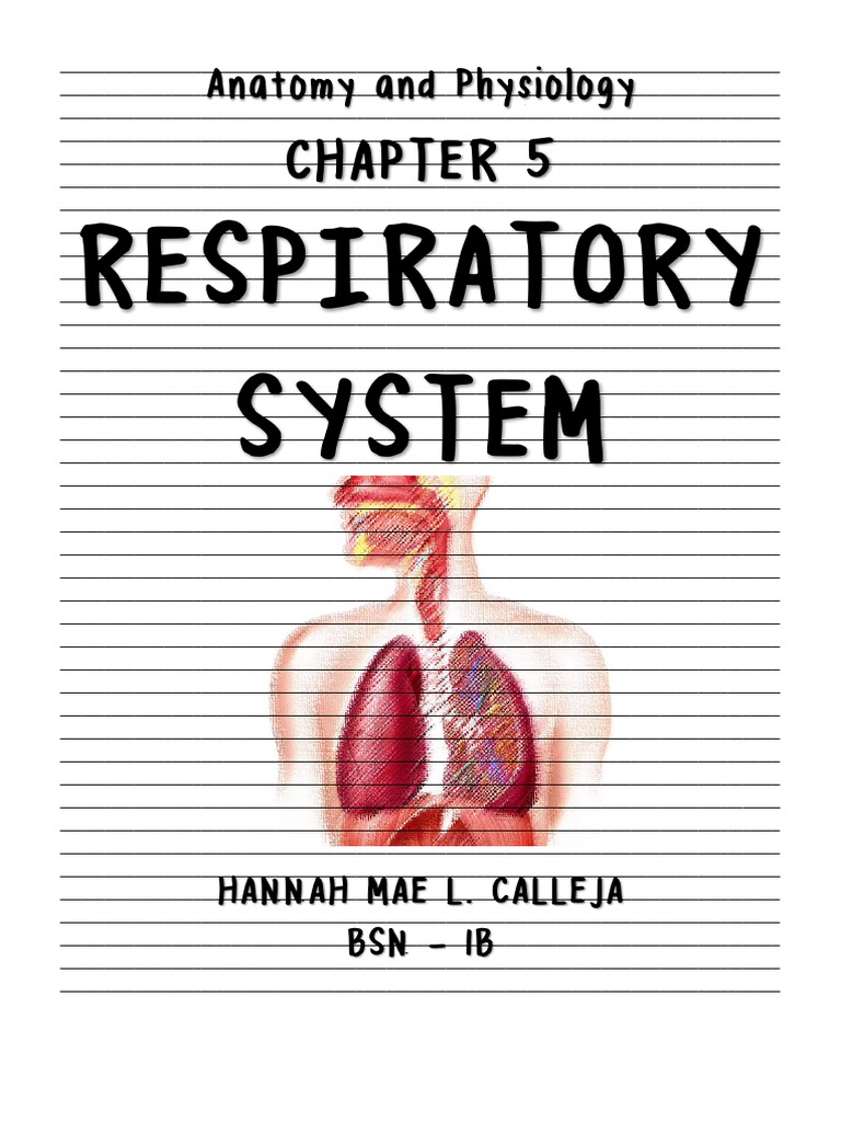 Respiratory System Anatomy Overview | PDF | Lung | Respiratory Tract