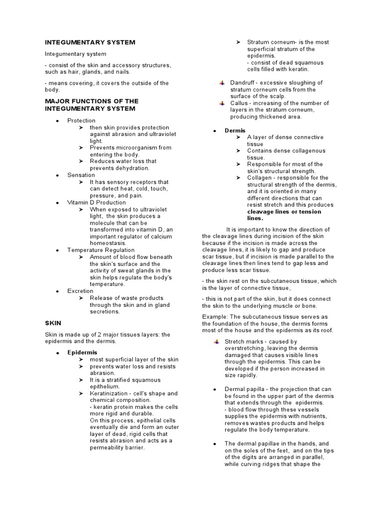Integumentary System - Anatomy and Physiology | PDF | Epithelium | Skin