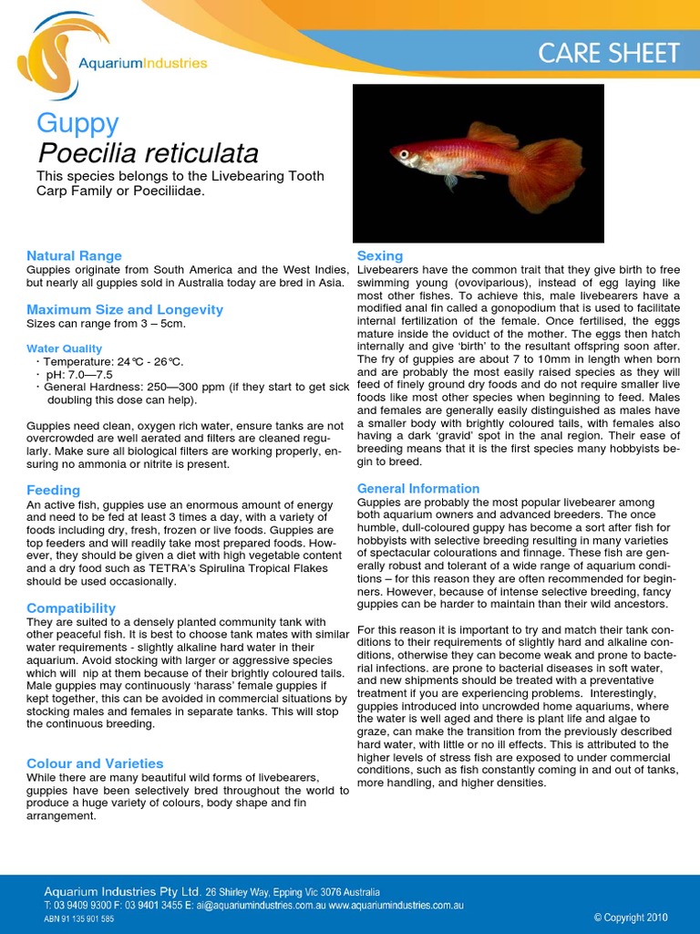 Guppy | PDF | Fishkeeping | Aquarium