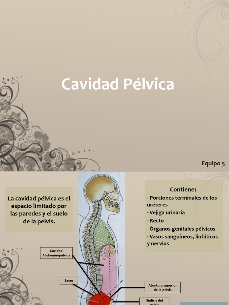 Cavidad Pelvica Descargar Gratis Pdf Pelvis Anatomía