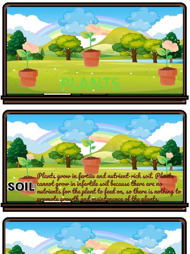 Grade 4 Plants | PDF | Leaf | Trees